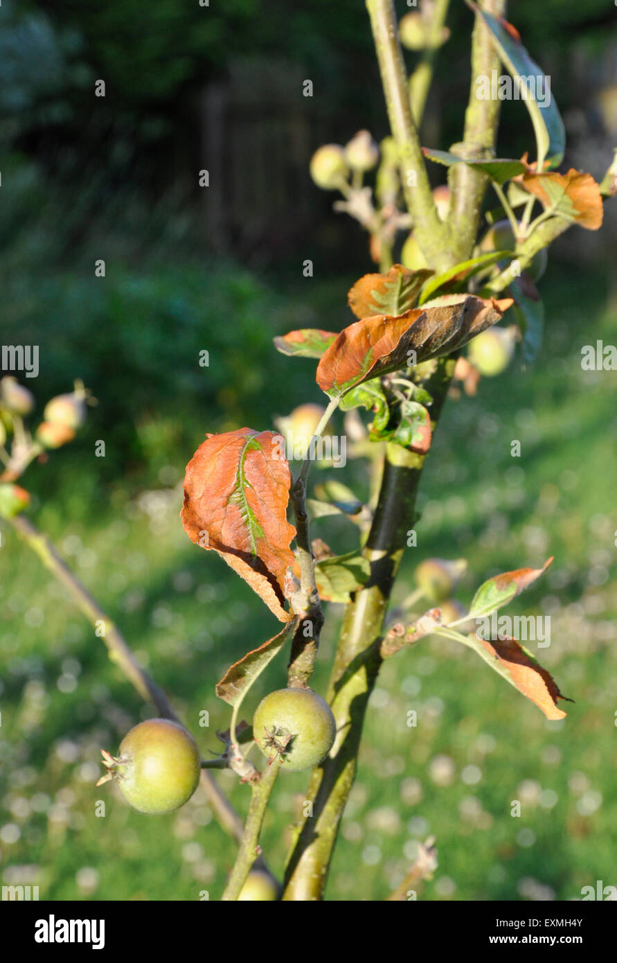 aphids on apple tree Stock Photo - Alamy