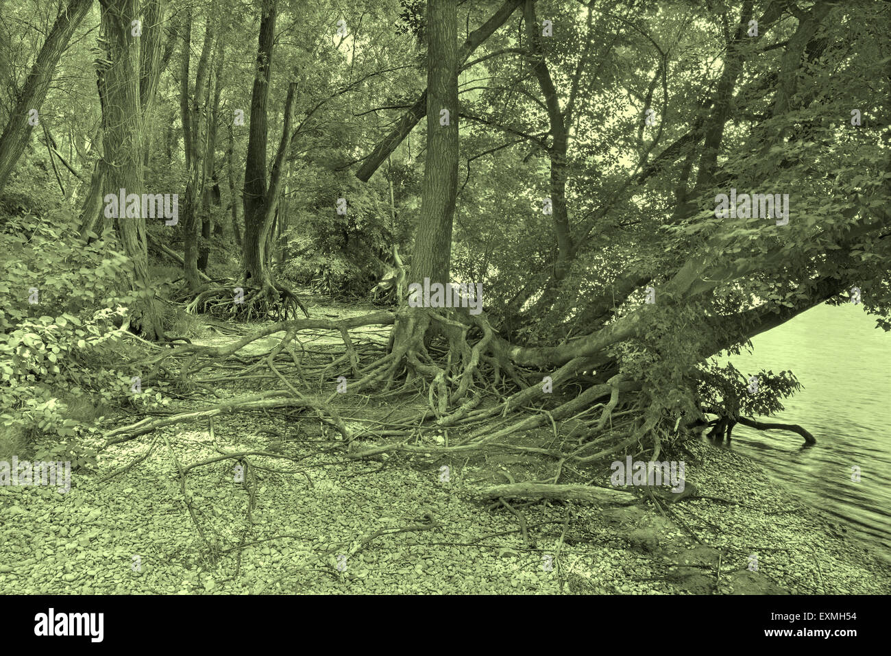 Alluvial forest on the waterfront of Danube in National park Donau-Auen ...