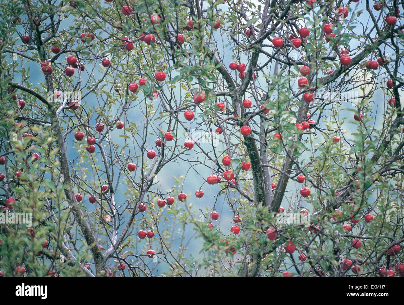 Apple tree, Himachal Pradesh, India, Asia Stock Photo - Alamy