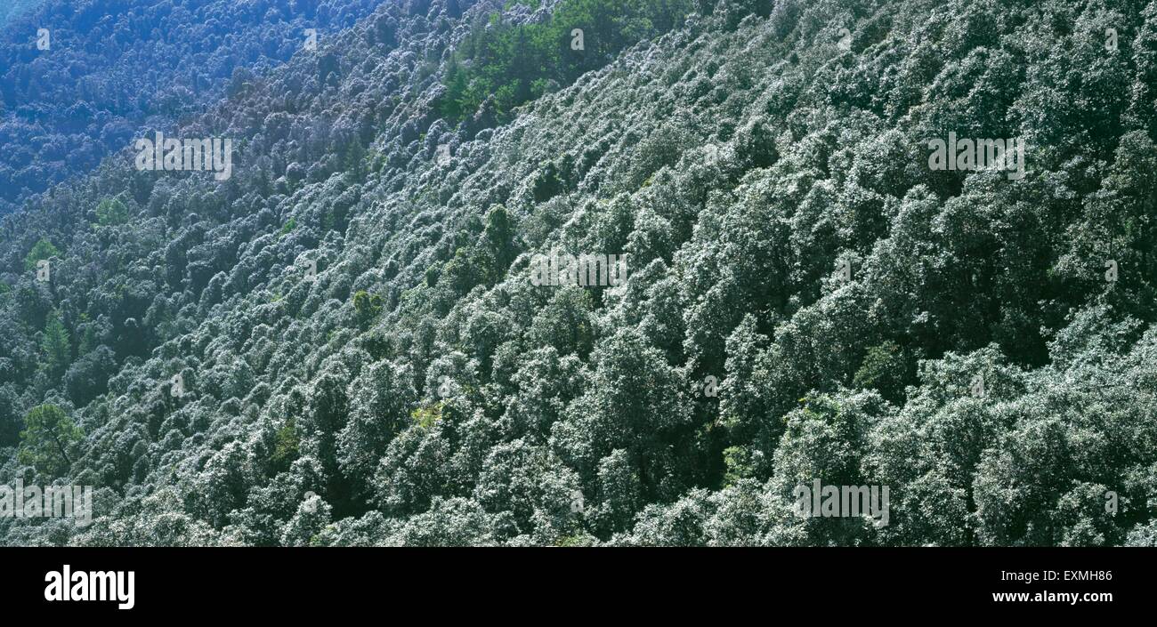 Green forest ; Ladakh ; Kashmir ; India ; Asia ; Asian ; Indian Stock ...