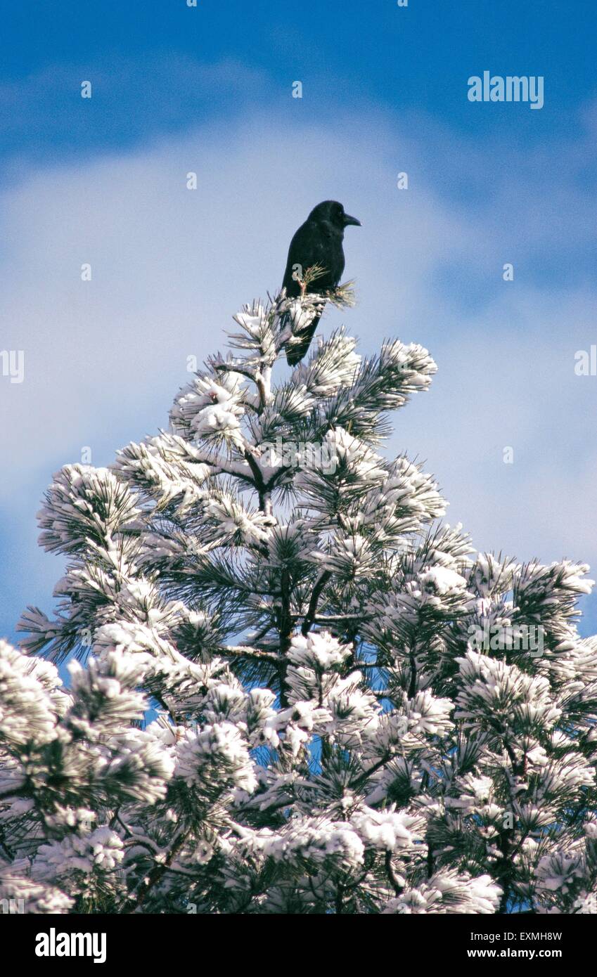 bird sitting on tree ; Ladakh ; Kashmir ; India ; Asia ; Asian ; Indian ...