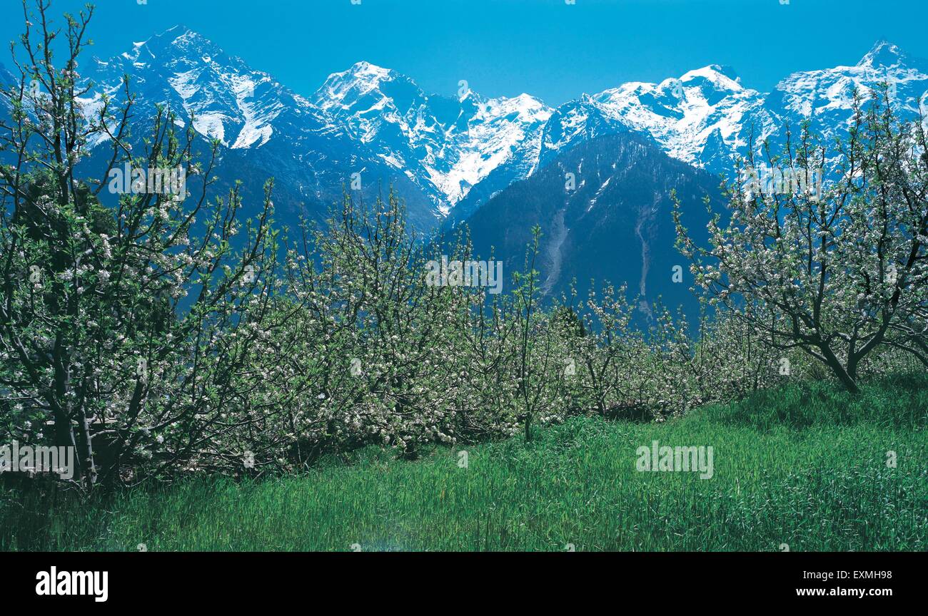 Flowering trees ; Ladakh ; Kashmir ; India ; Asia ; Asian ; Indian ...