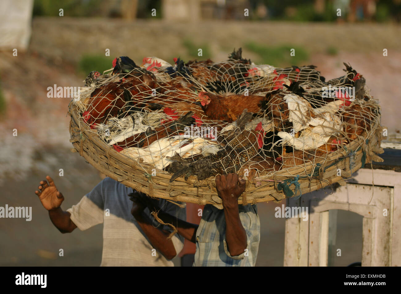 Carrying for animals hi-res stock photography and images - Alamy