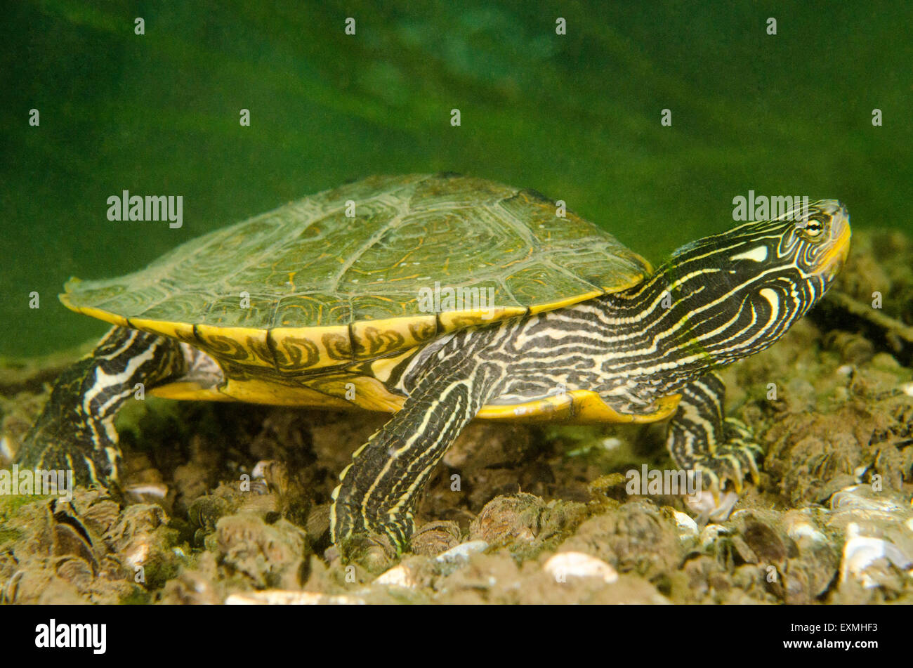 Northern Map Turtle (Graptemys geographica) underwater Stock Photo - Alamy