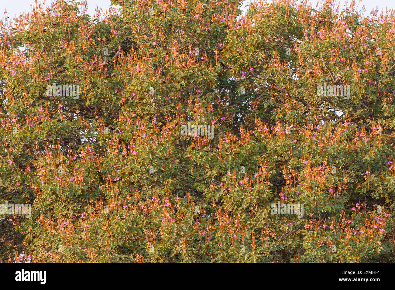 Rhodesian teak hi-res stock photography and images - Alamy