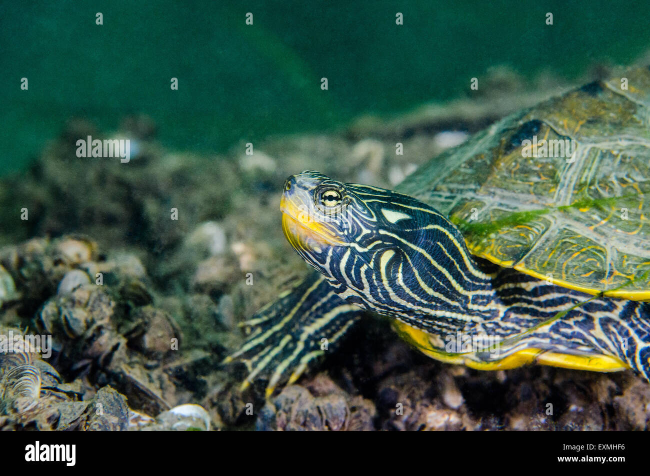 Map turtle hi-res stock photography and images - Alamy