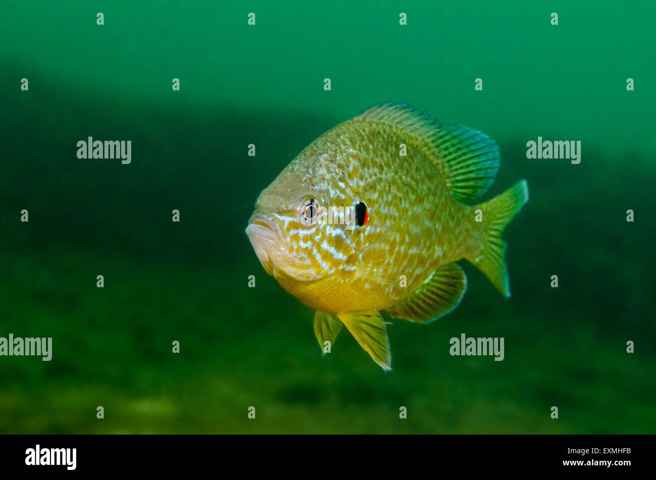 Pumpkinseed fish swimming underwater Stock Photo - Alamy
