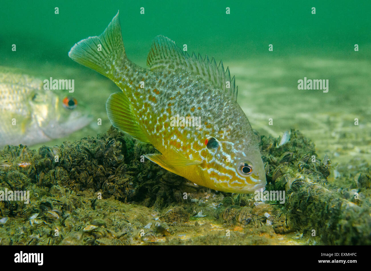 Pumpkinseed fish swimming underwater Stock Photo - Alamy