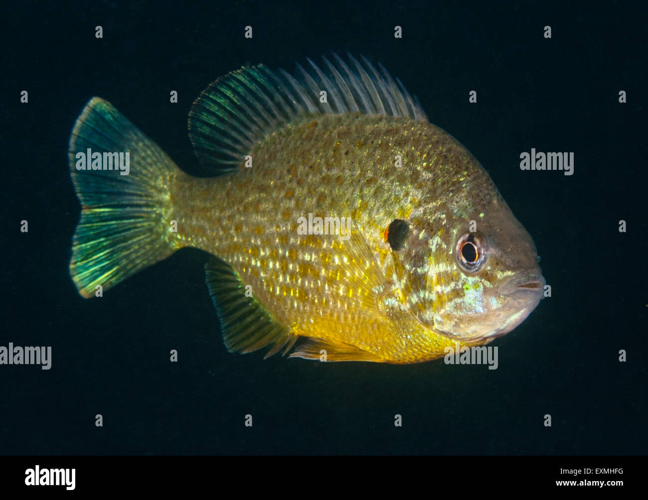Pumpkinseed fish swimming underwater Stock Photo - Alamy