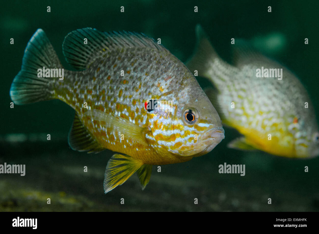 Pumpkinseed fish swimming underwater Stock Photo - Alamy