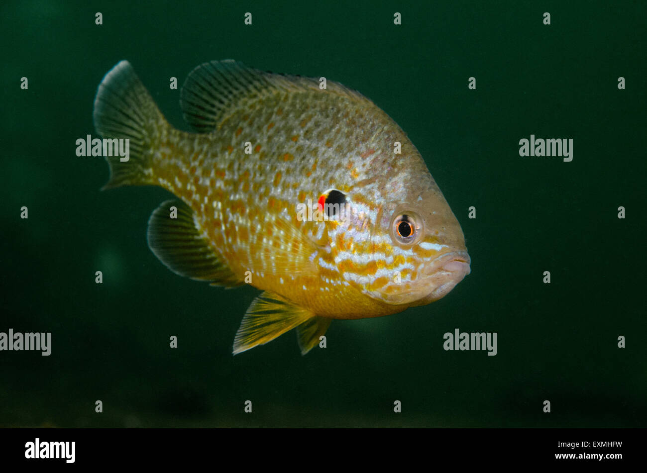 Pumpkinseed fish swimming underwater Stock Photo - Alamy