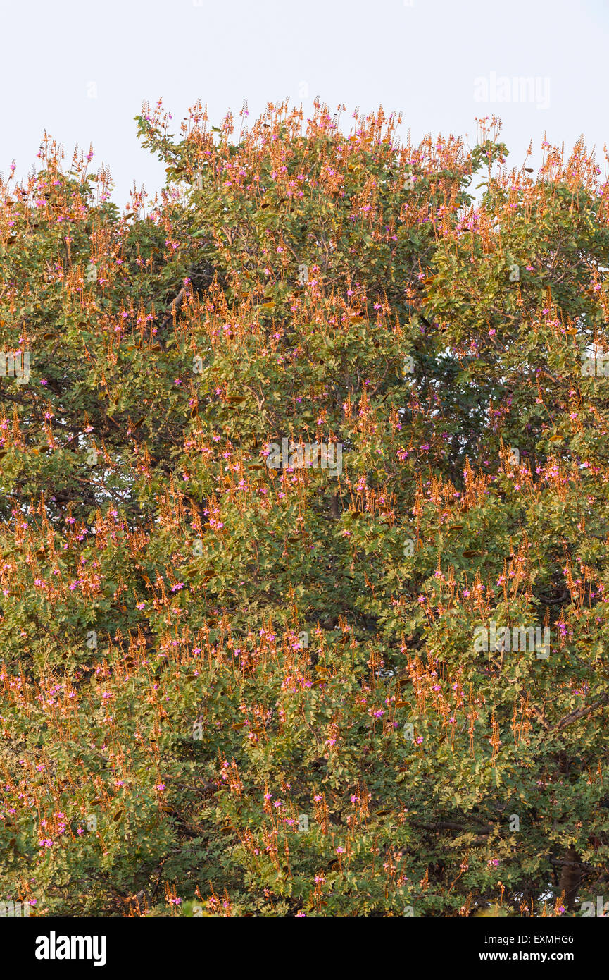 Rhodesian Teak High Resolution Stock Photography and Images - Alamy