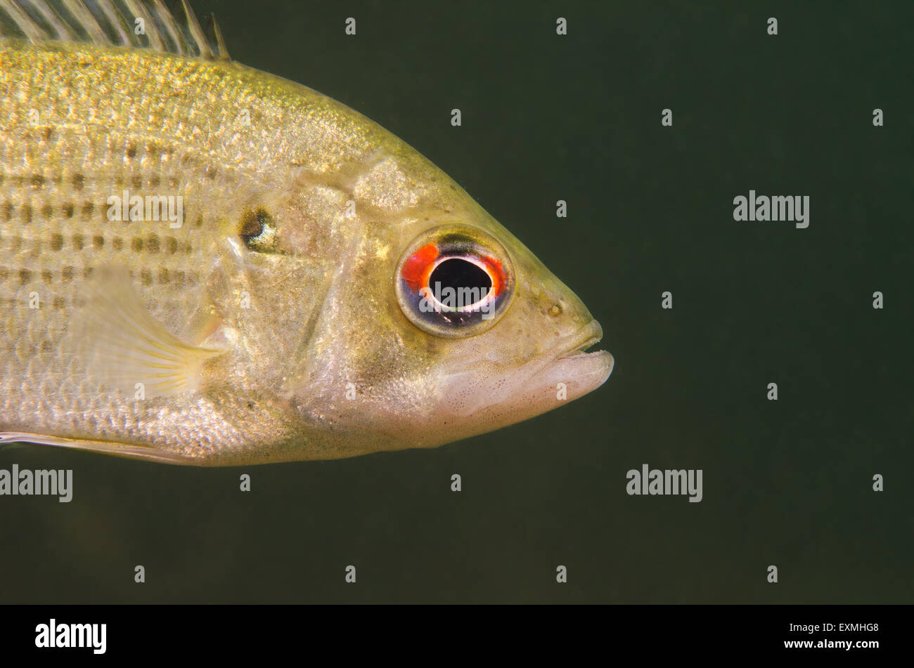 Rock Bass, Ambloplites rupestris close up underwater Stock Photo - Alamy