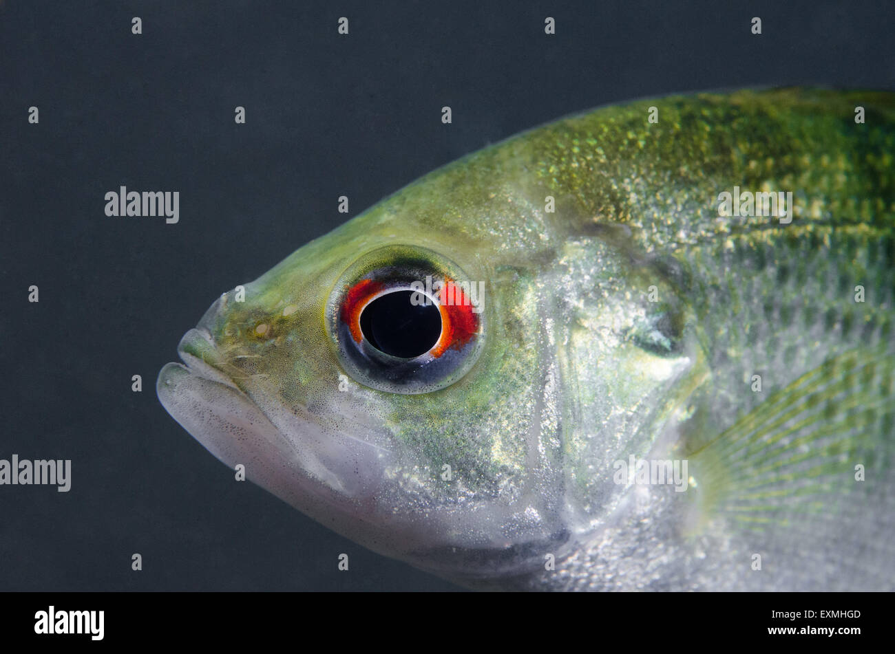 Rock Bass, Ambloplites rupestris close up underwater Stock Photo - Alamy