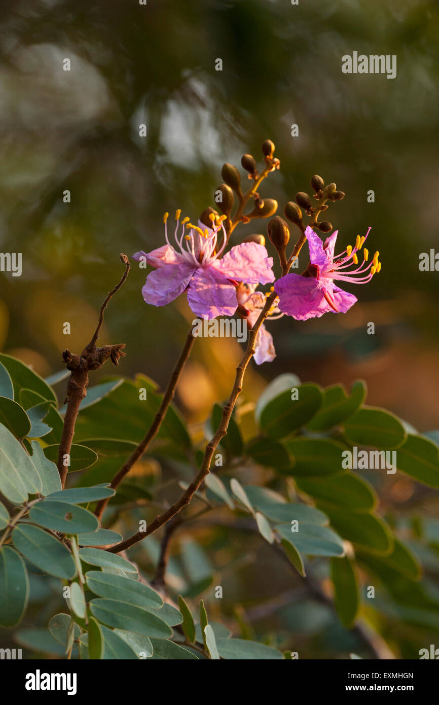 Rhodesian Teak High Resolution Stock Photography and Images - Alamy