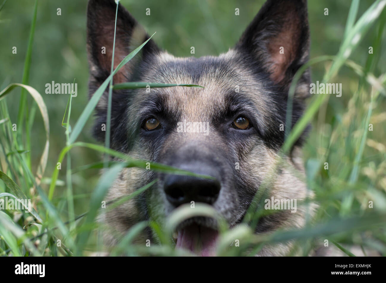 Strong hunting instinct hi-res stock photography and images - Alamy