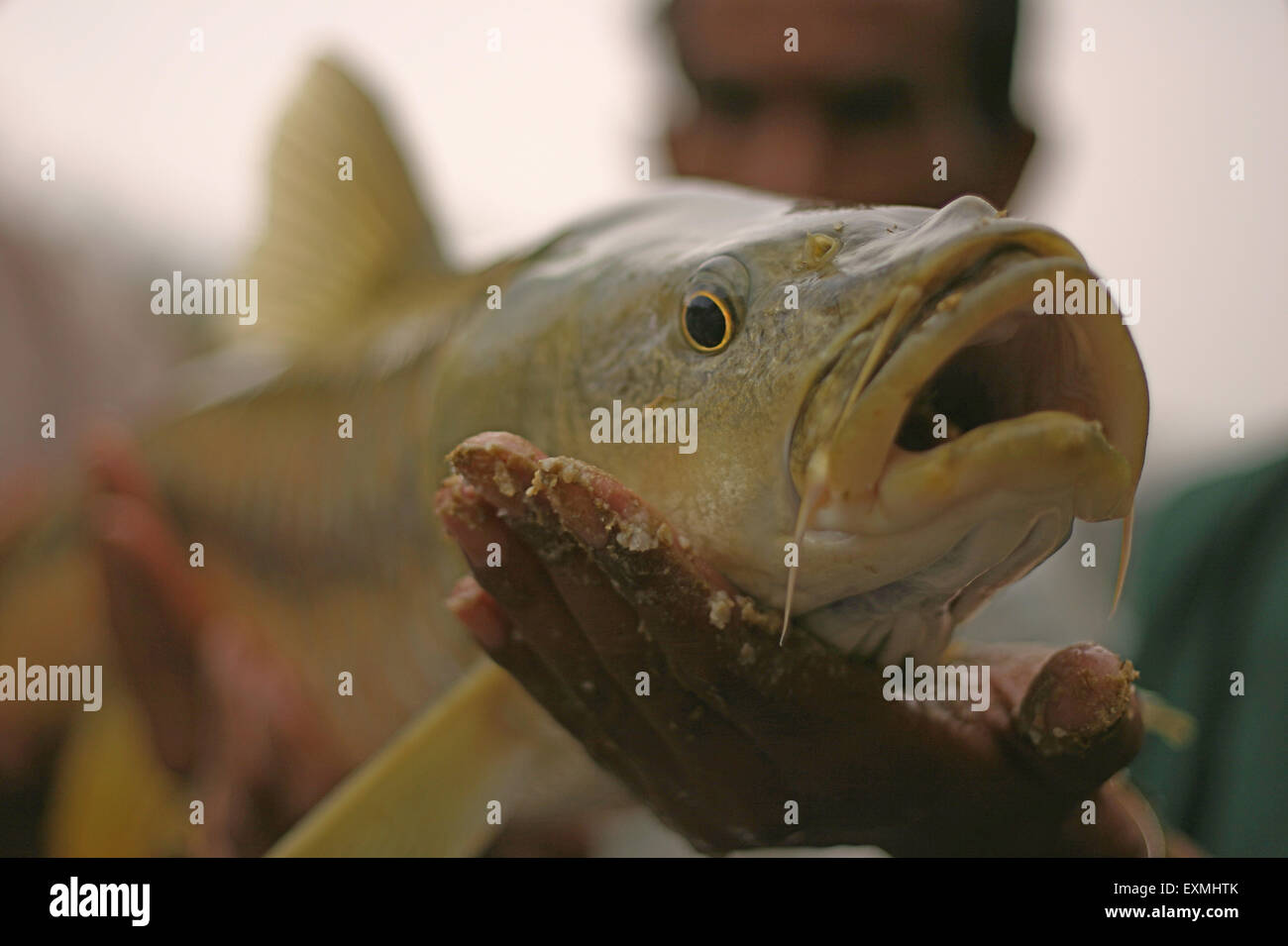 Mahaseer fish hi-res stock photography and images - Alamy