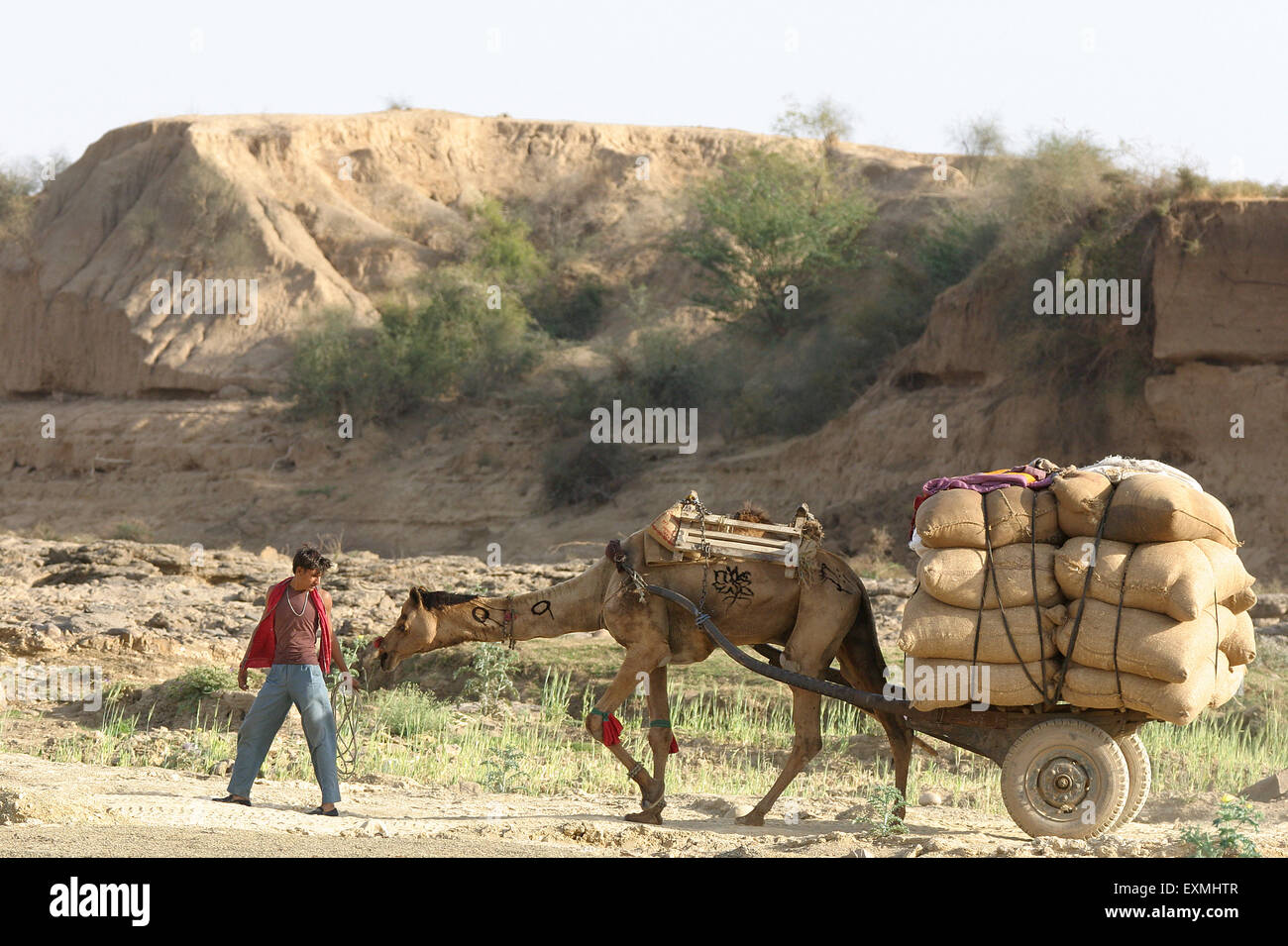 Man pulling camel cart loaded with grain sacks ; Rajasthan ; India ...