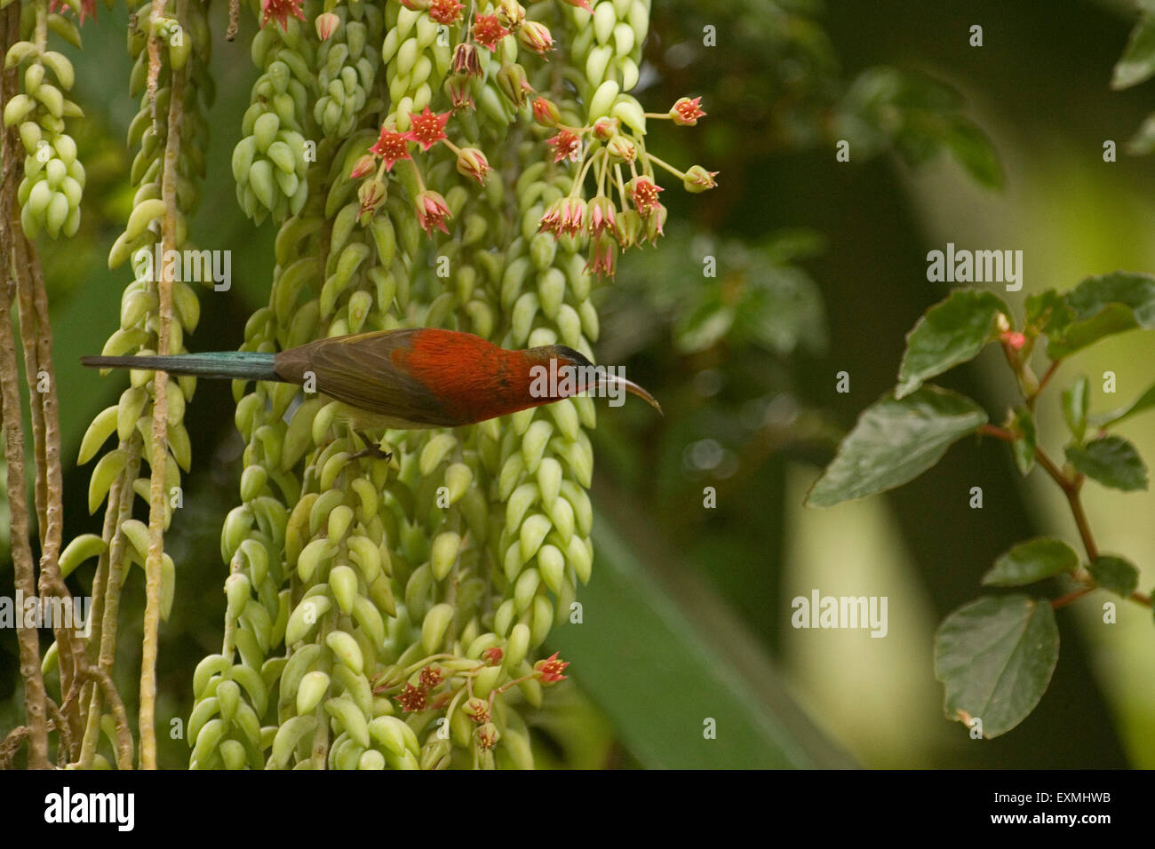 Indian sunbird hi-res stock photography and images - Alamy