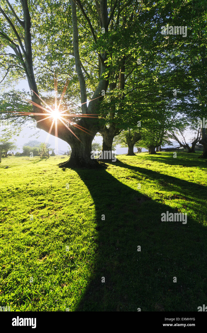 Forest tree shadow sunlight hi-res stock photography and images - Alamy