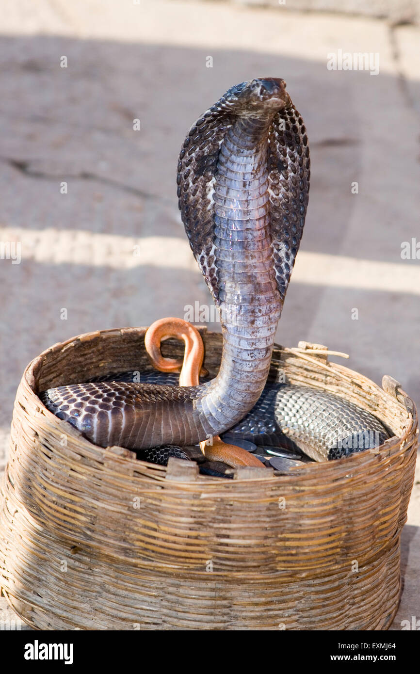 Snake In Basket Stock Photos & Snake In Basket Stock Images - Alamy