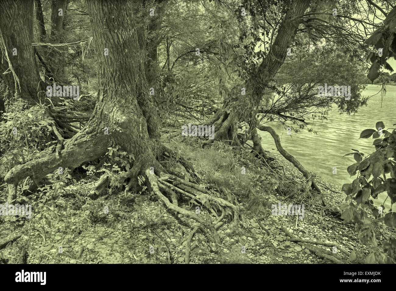 Alluvial forest on the waterfront of Danube in National park Donau-Auen ...