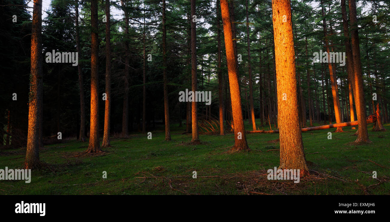 Sun illuminating trees hi-res stock photography and images - Alamy
