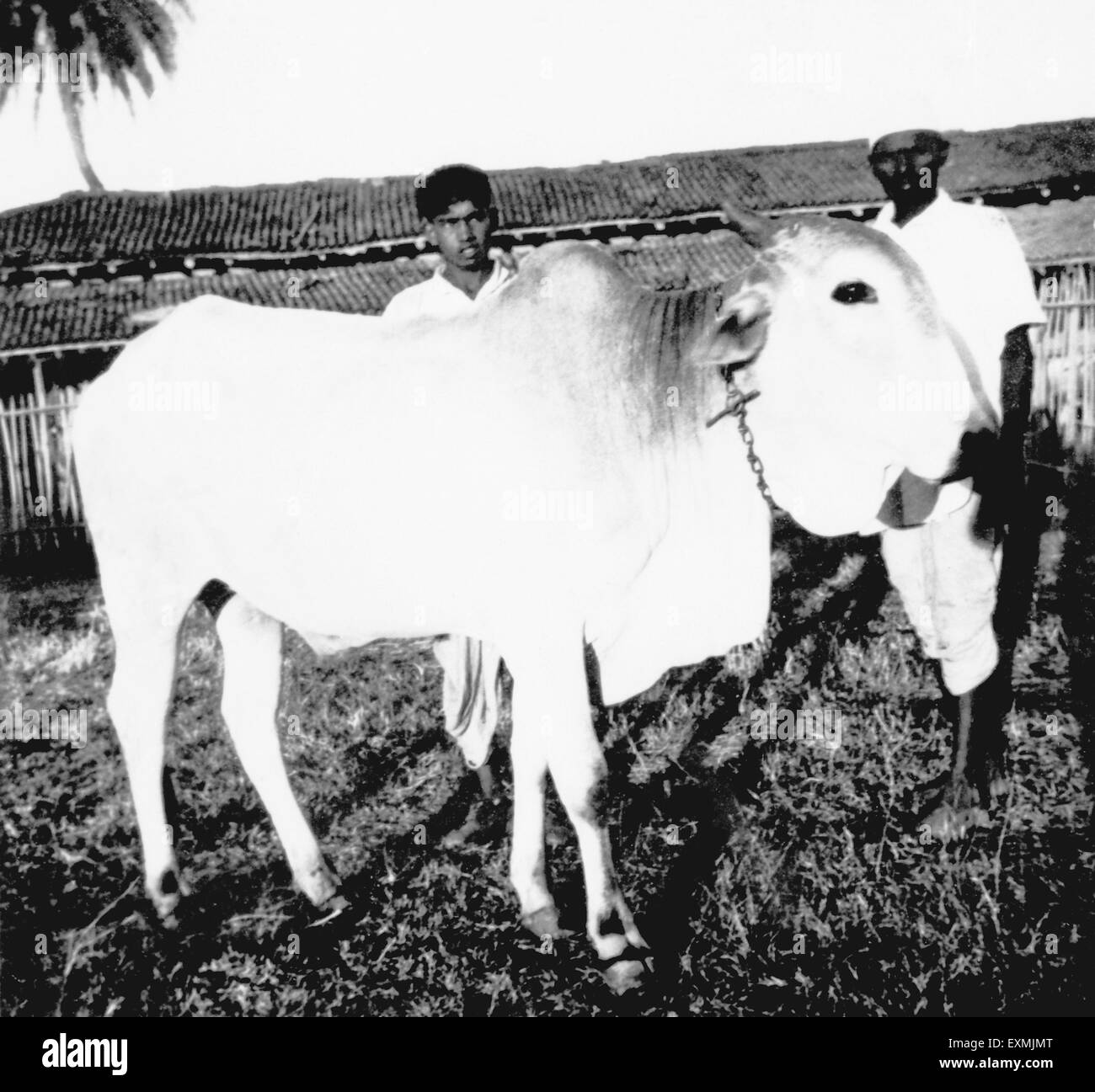 Goshala cow hi-res stock photography and images - Alamy