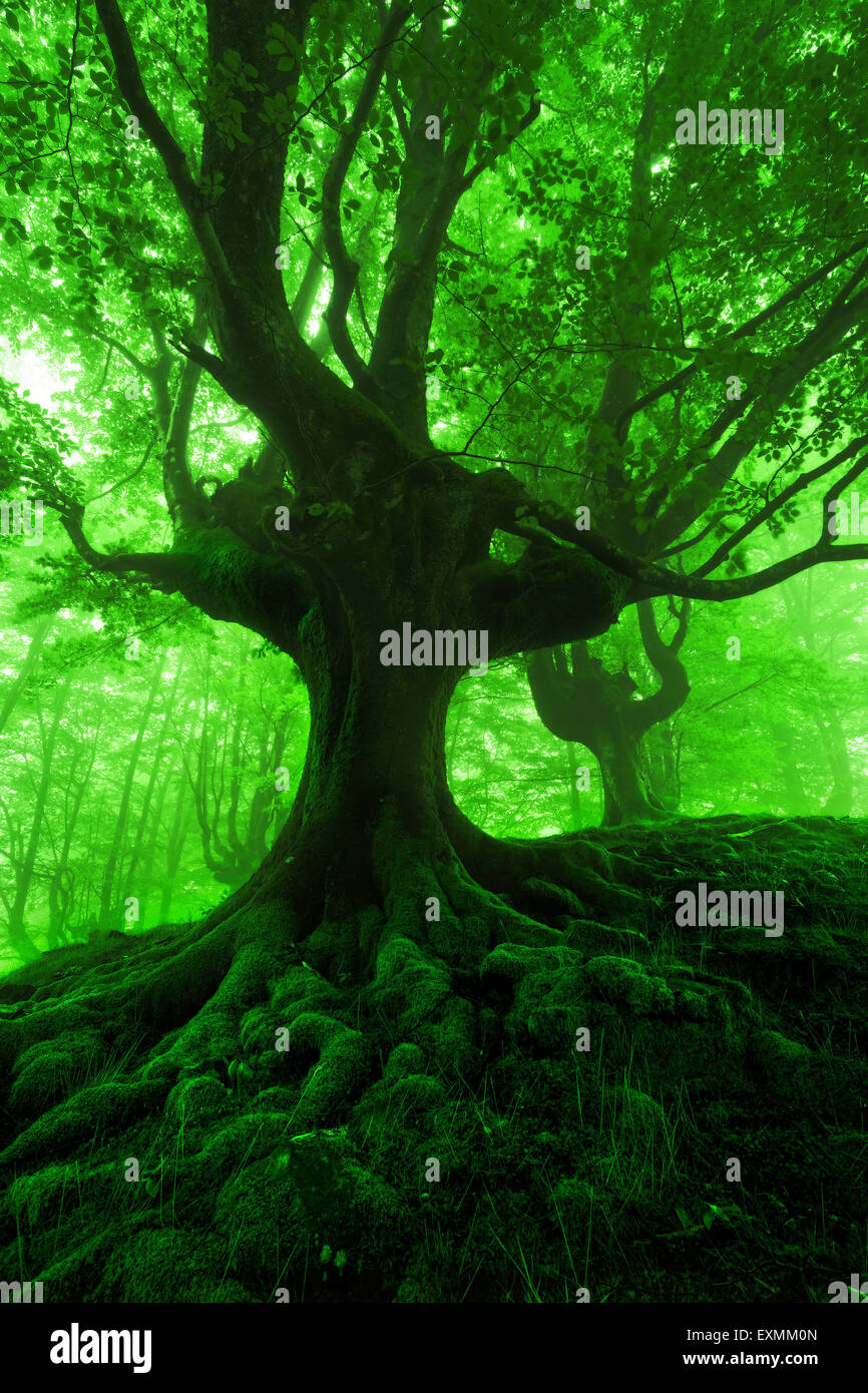 Creepy roots hi-res stock photography and images - Alamy