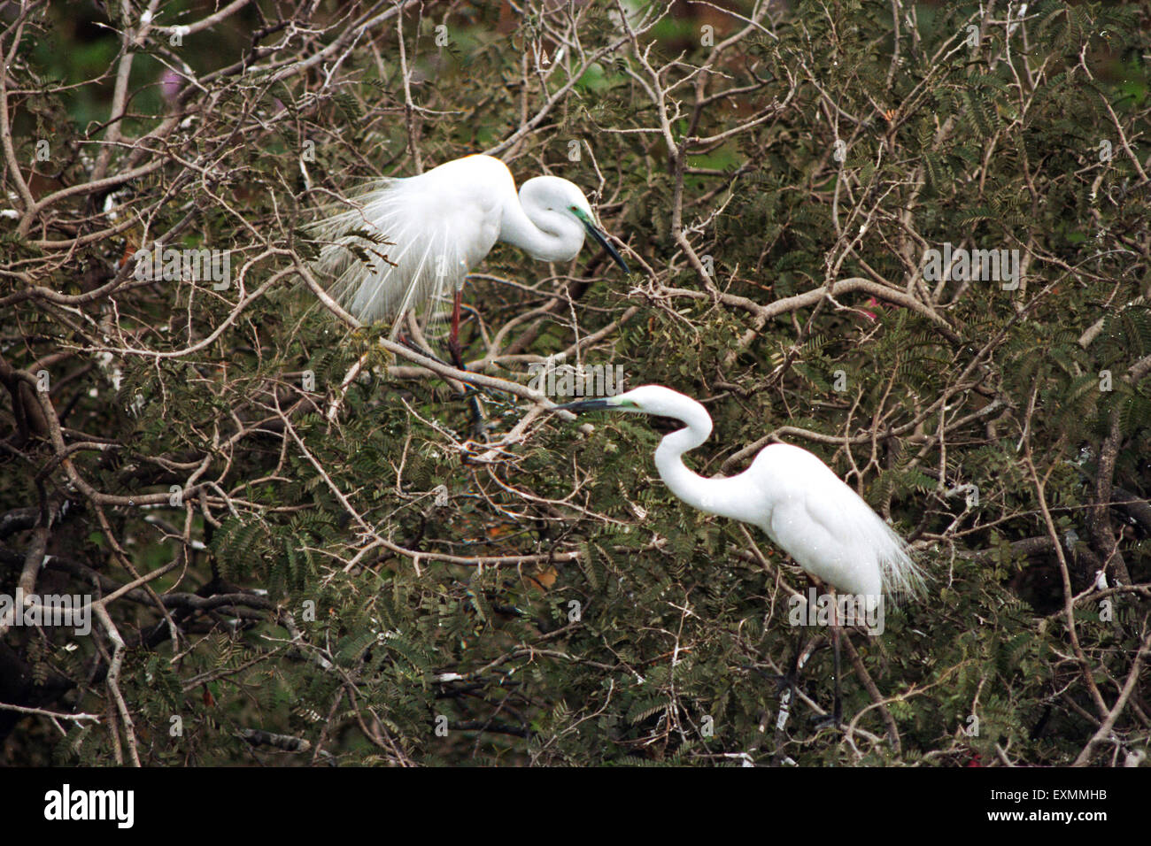 Egrets on tree mahim nature park mumbai india Stock Photo - Alamy