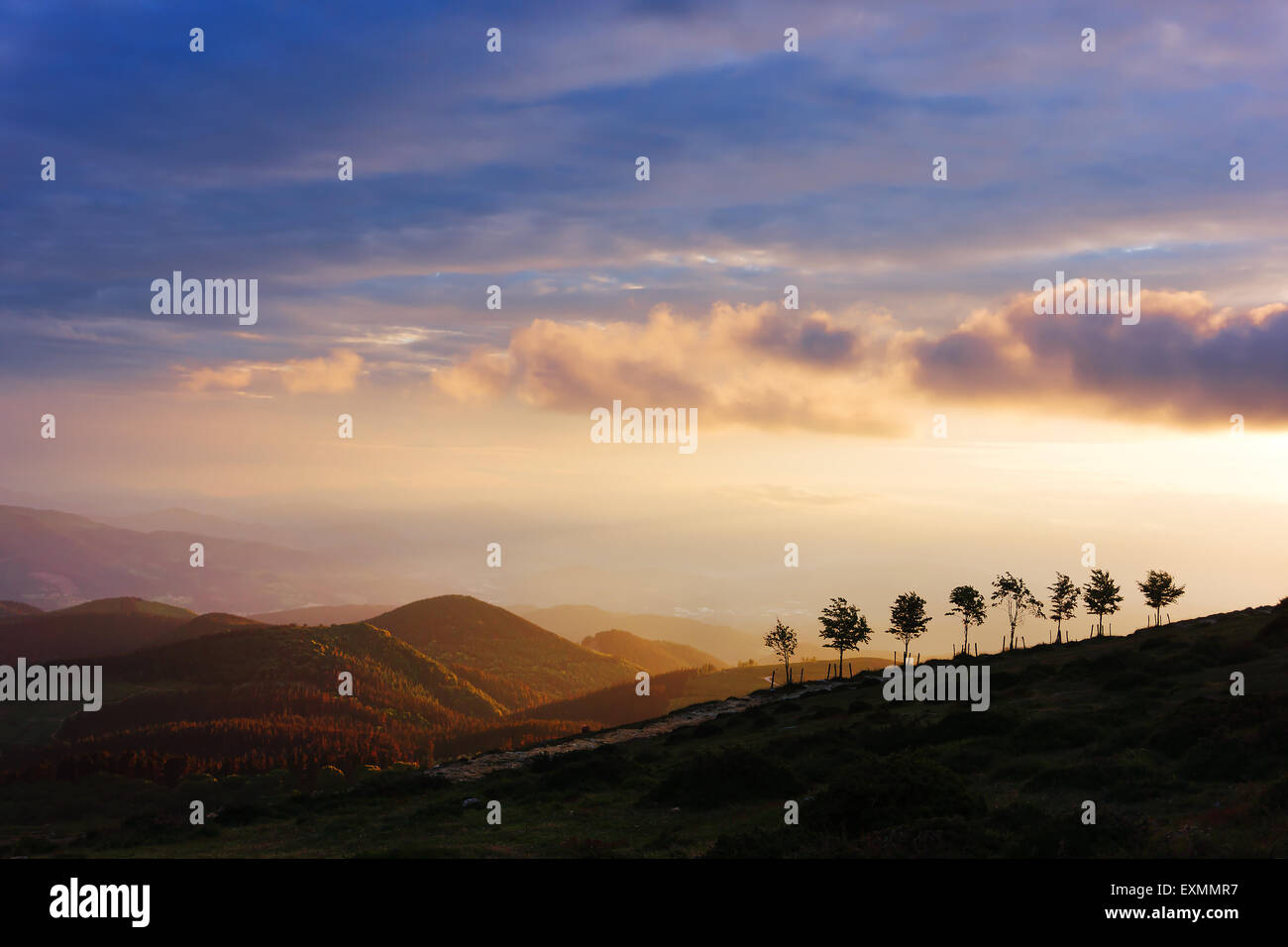 trees on a hill at sunset Stock Photo - Alamy