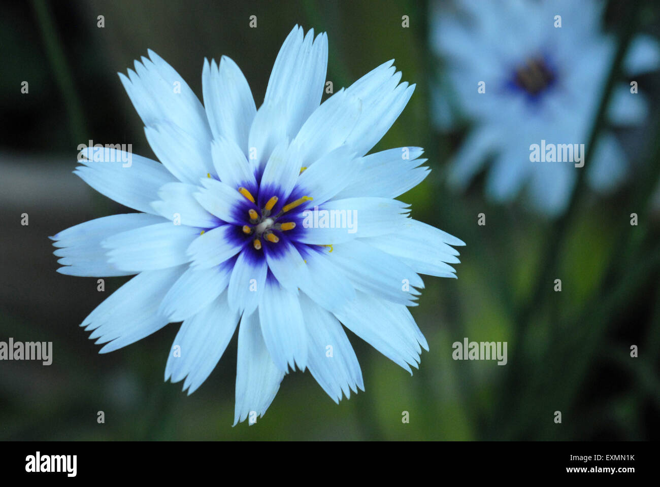 Catananche caerulea Alba, Cupid's Dart Stock Photo - Alamy