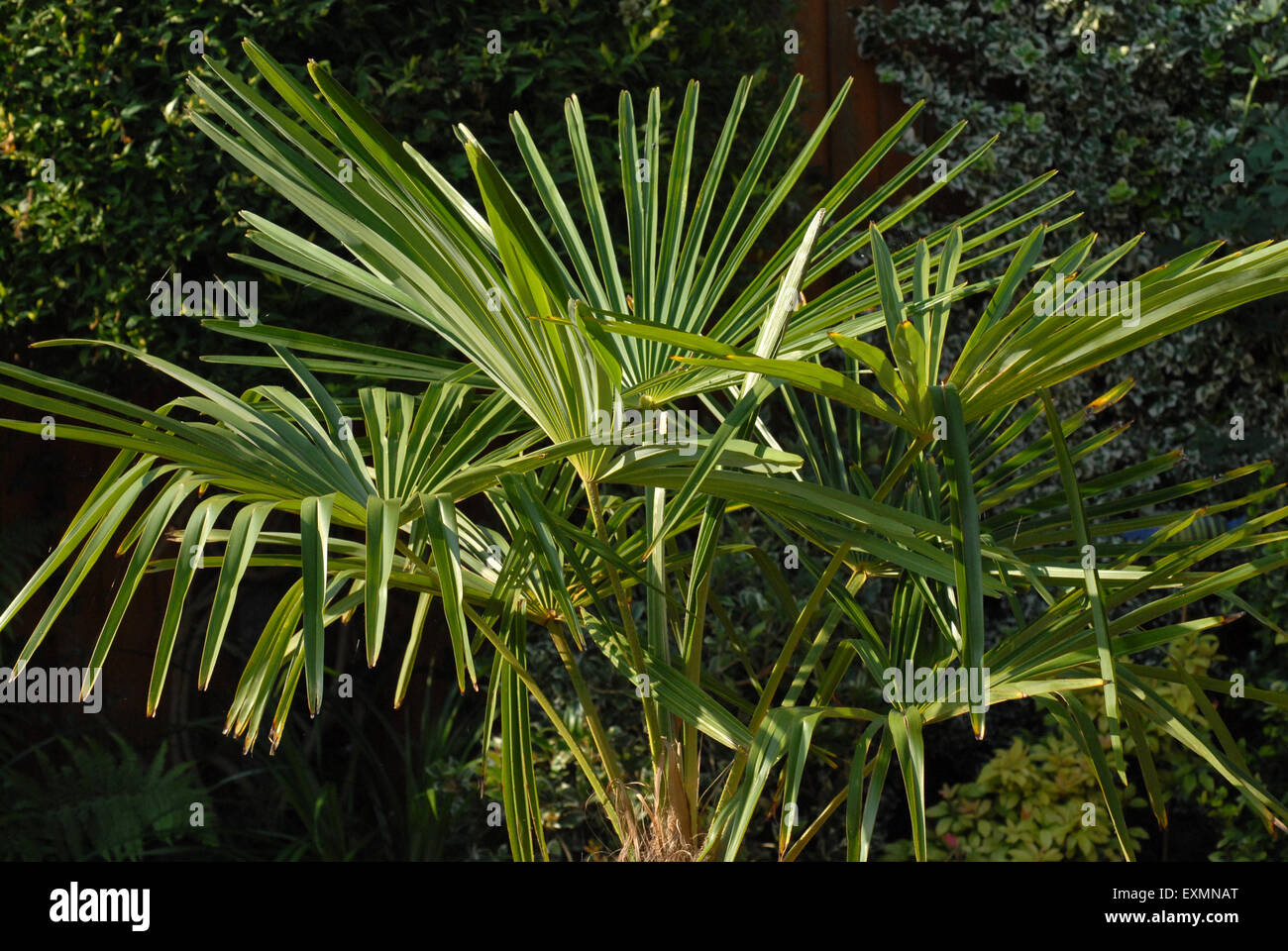 Fan palm container hi-res stock photography and images - Alamy