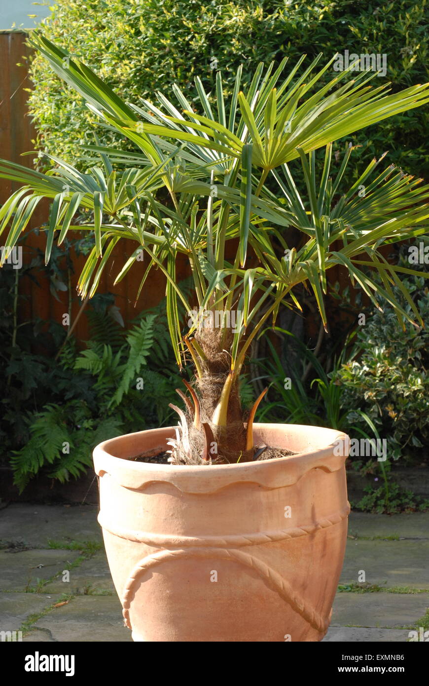 Trachycarpus Fortunei (Chusan palm Stock Photo - Alamy