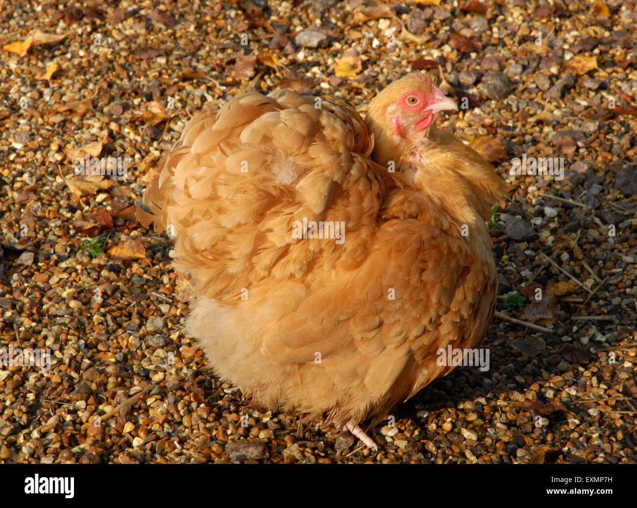 Chicken of the gravel hi-res stock photography and images - Alamy