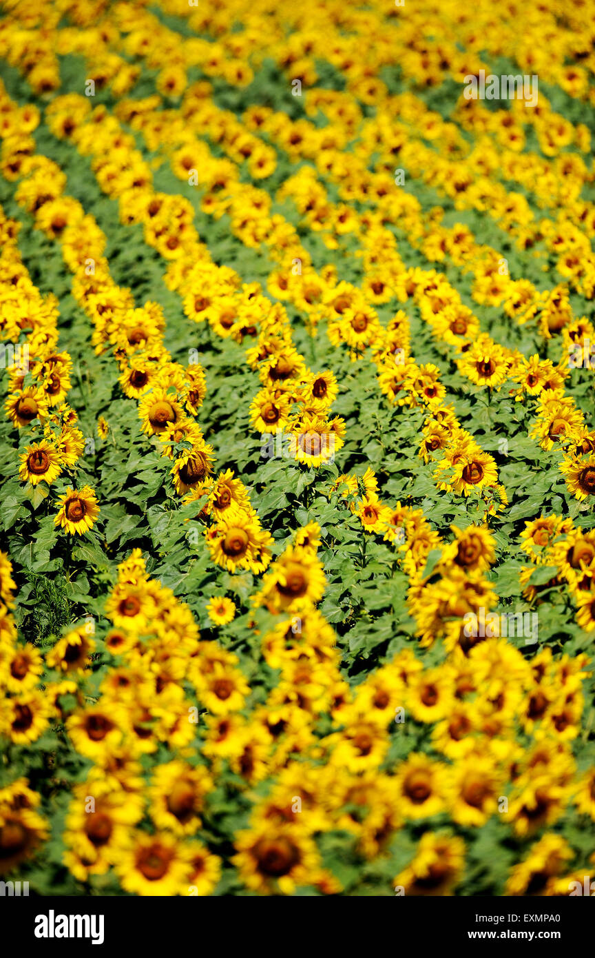 Rows of sunflowers on a sunflower field in july Stock Photo - Alamy