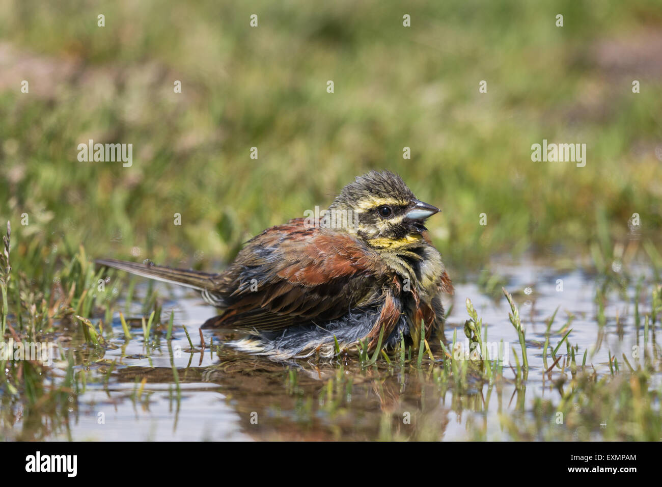 Disheveled Bird High Resolution Stock Photography and Images - Alamy