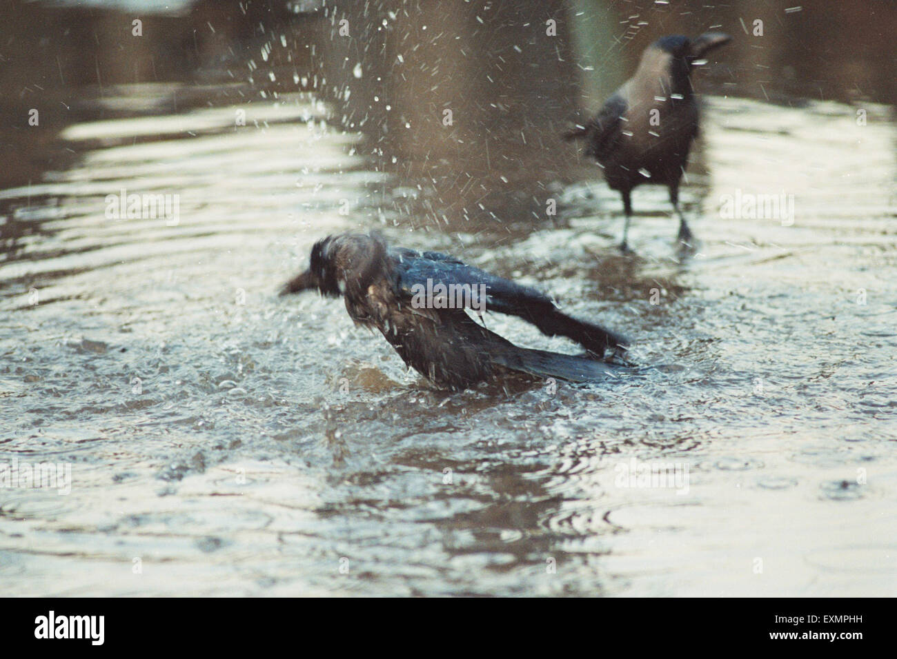 Crows bathing, Bombay, Mumbai, Maharashtra, India, Asia Stock Photo - Alamy