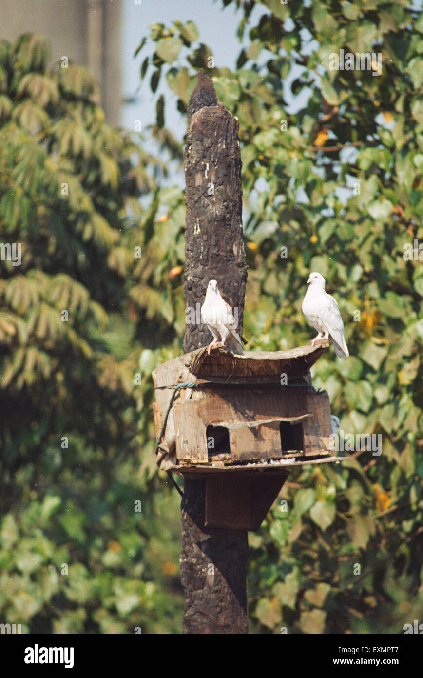 Pigeon bird house, pigeons, birdhouse, India, Asia Stock Photo - Alamy
