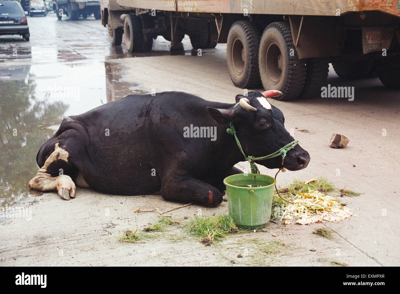 Cow Accident High Resolution Stock Photography and Images - Alamy