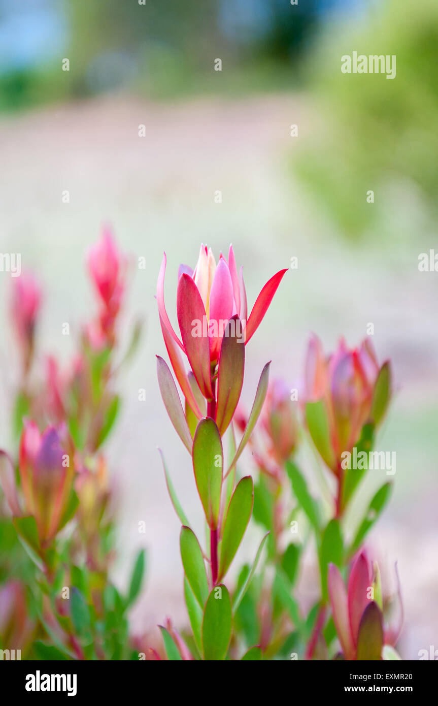 Red and pink leaves at the end of the stem of a protea bush Stock Photo ...
