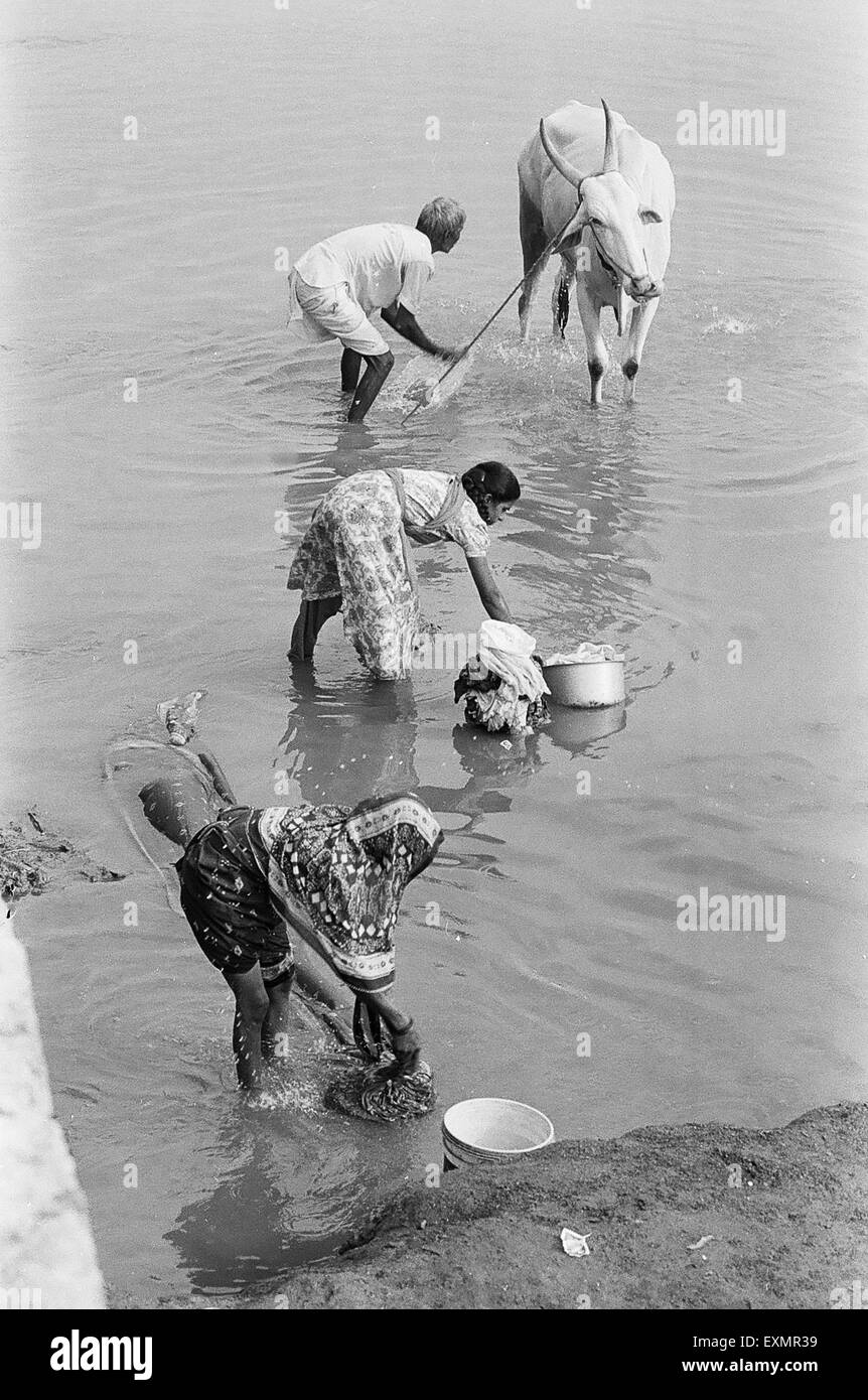 Man washing cow Black and White Stock Photos & Images - Alamy