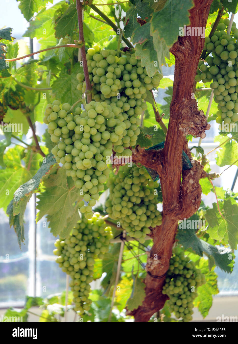 Bumper crop hi-res stock photography and images - Alamy