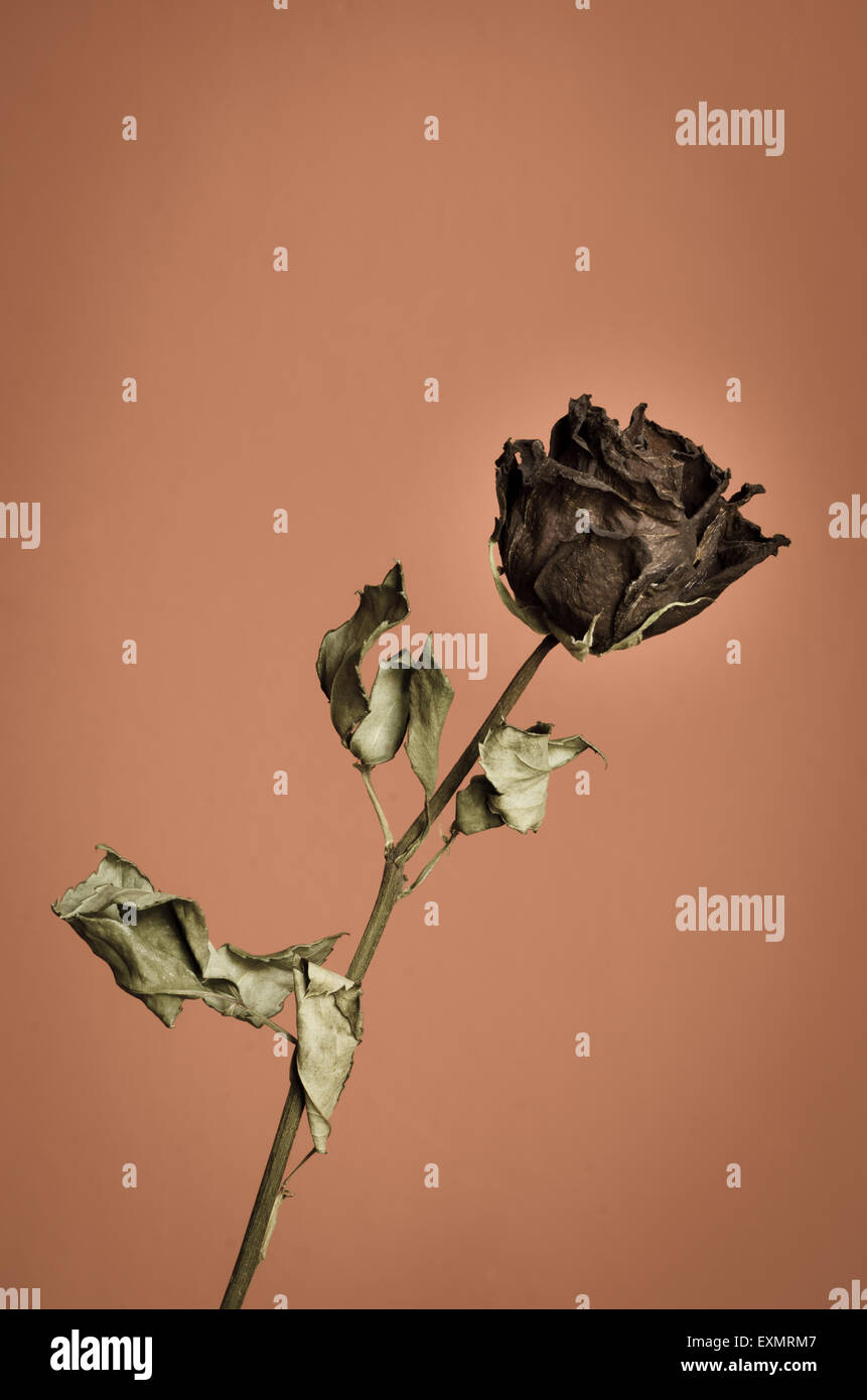 single retro dried rose flower Stock Photo - Alamy