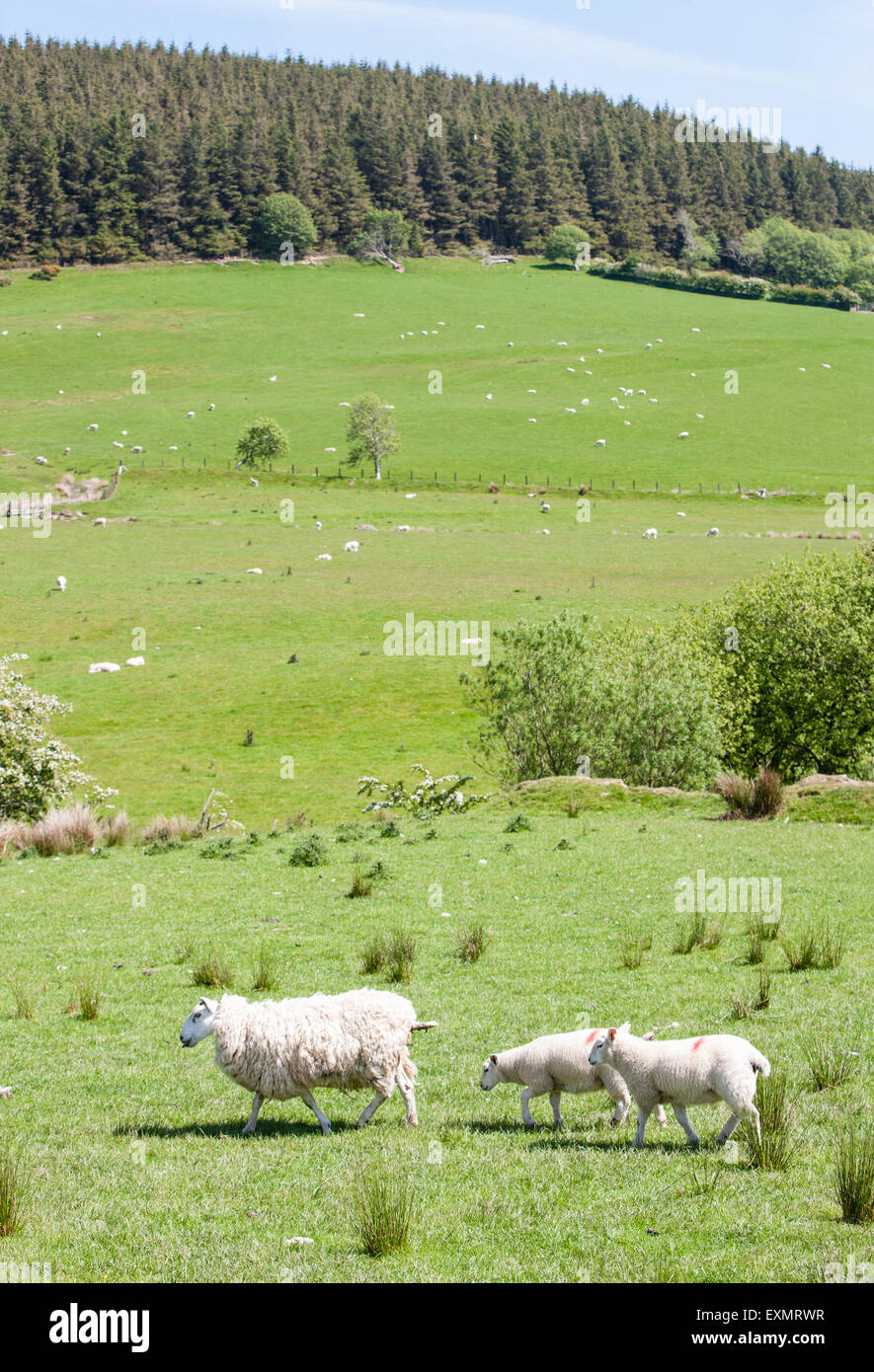 Welsh rural landscape sheep grazing hi-res stock photography and images ...