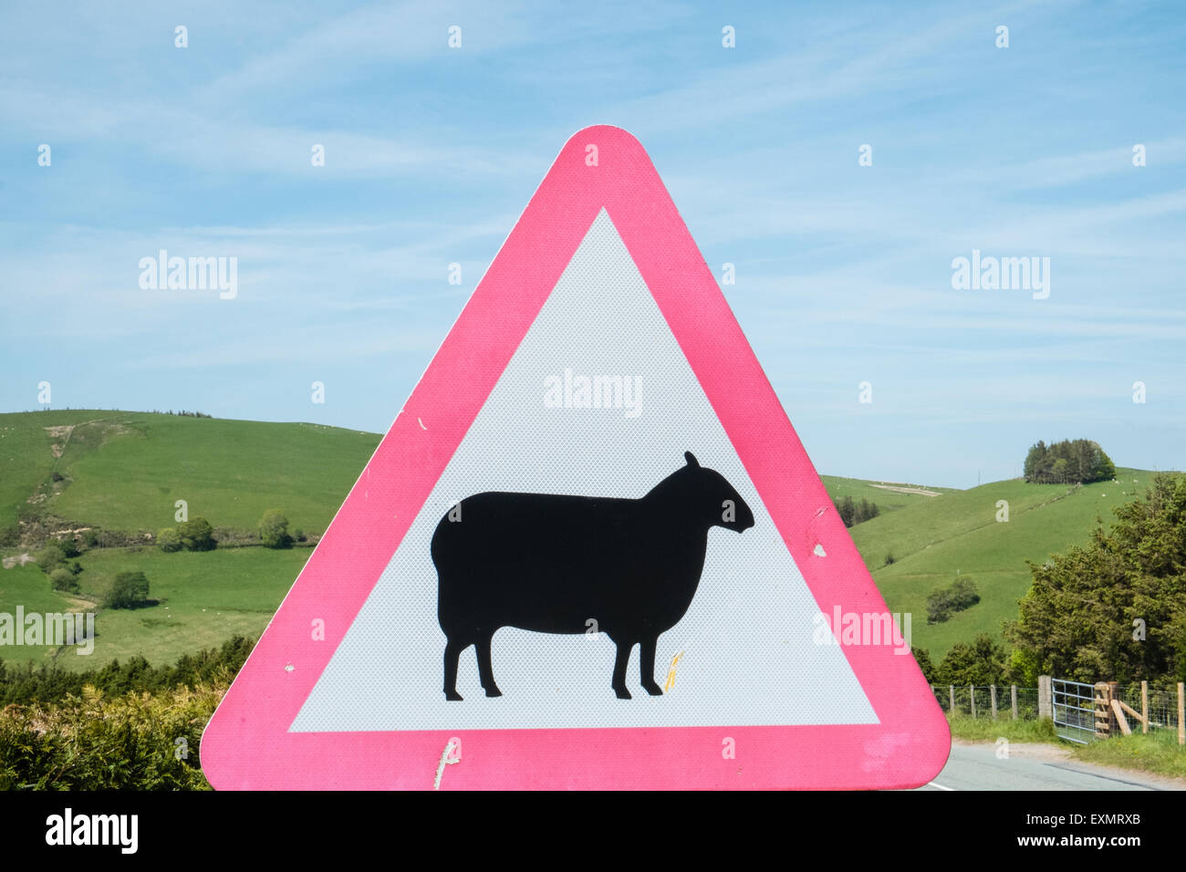 Warning danger, sign,sheep on road,bikers ride safely,bi-lingual,road ...
