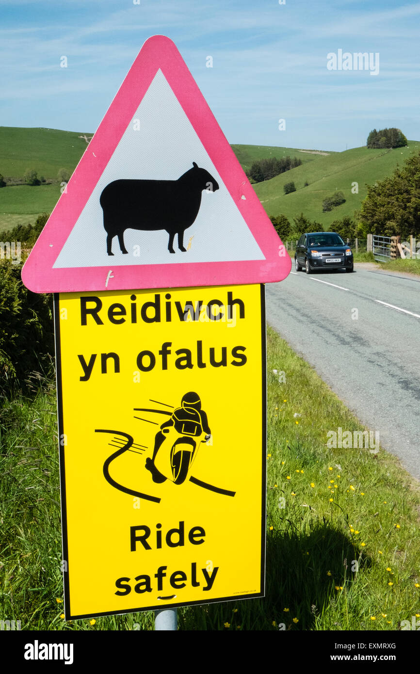 Warning danger, sign,sheep on road,bikers ride safely,bi-lingual,road ...