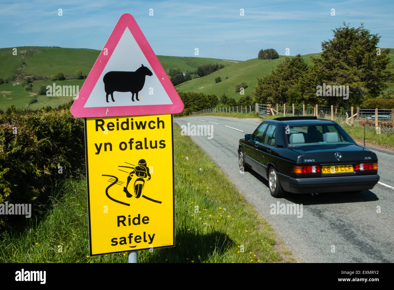 Warning danger, sign,sheep on road,bikers ride safely,bi-lingual,road ...