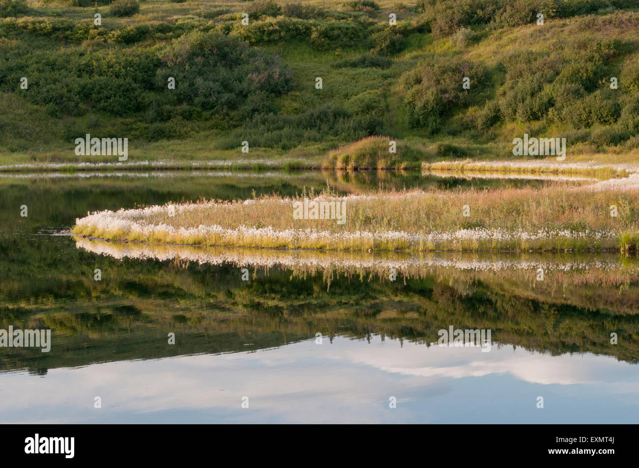 Alaska Cotton Grass (Eriophorum brachyantherum) in full summer bloom ...
