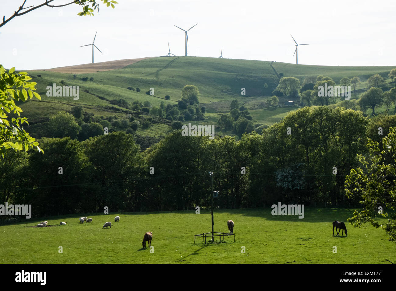Sheep grazing below Mynydd Gorddu E-On wind farm upland area of ...
